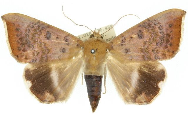 Achaea mercatoria