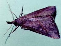 Australian NOCTUIDAE