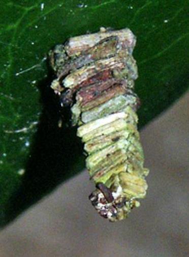 Cryptothelea species B