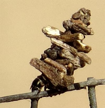 Cryptothelea species C