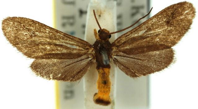 Onceropyga pulchra